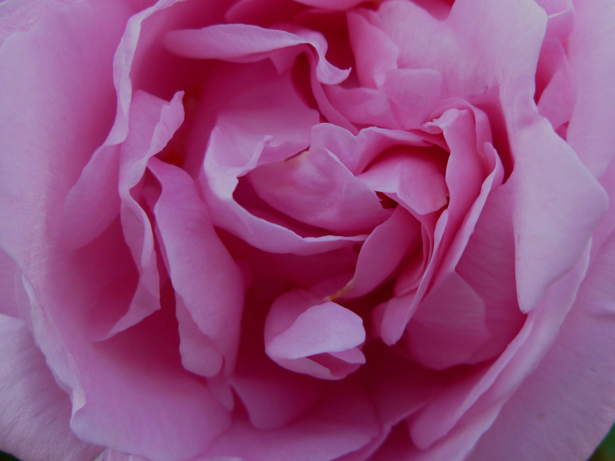 Why Rose Water Is a Skincare Hero – Conscious Skincare